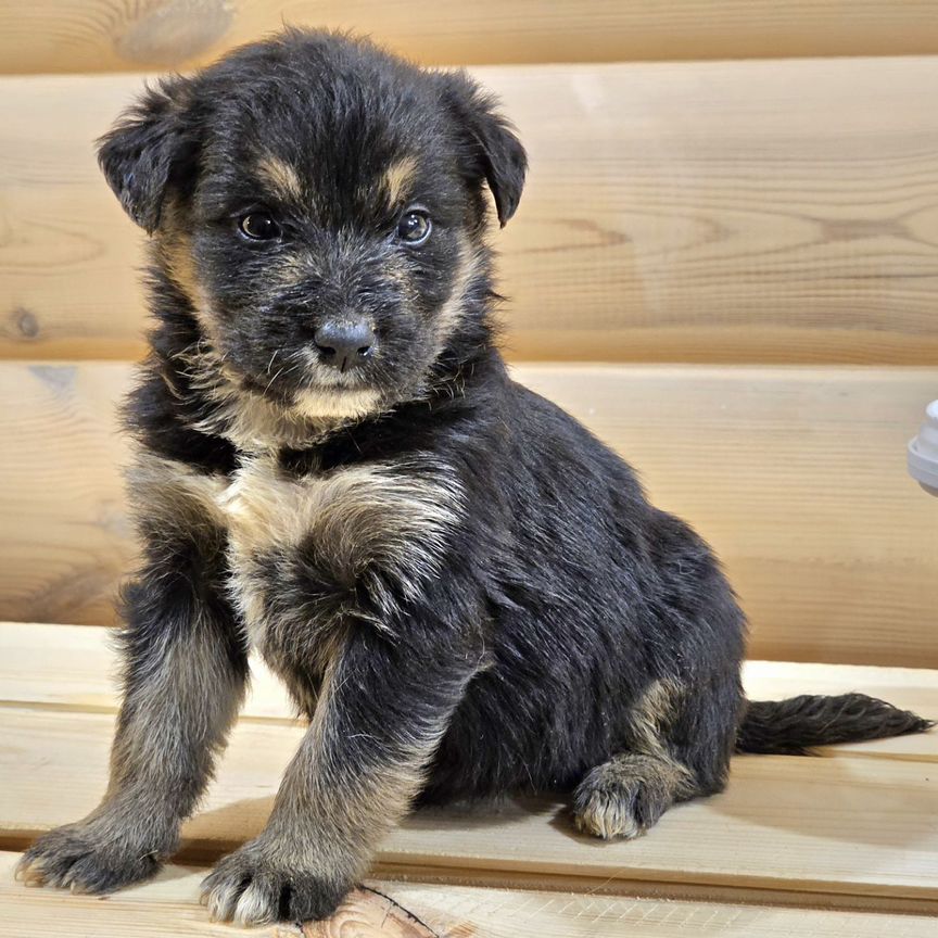 Щенок Кучум хочет поехать домой Живёт на стройке