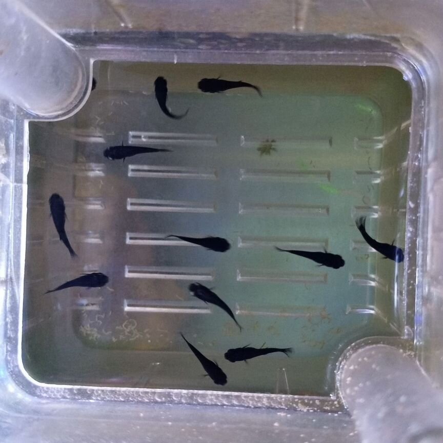 Мальки малинезии мама лирохвост папа обычный