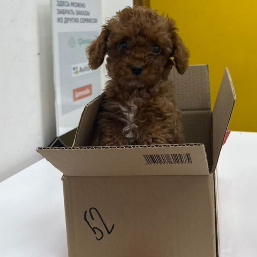 Той-пудель, щенок