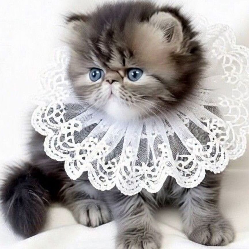 Экзотический короткошёрстный котёнок