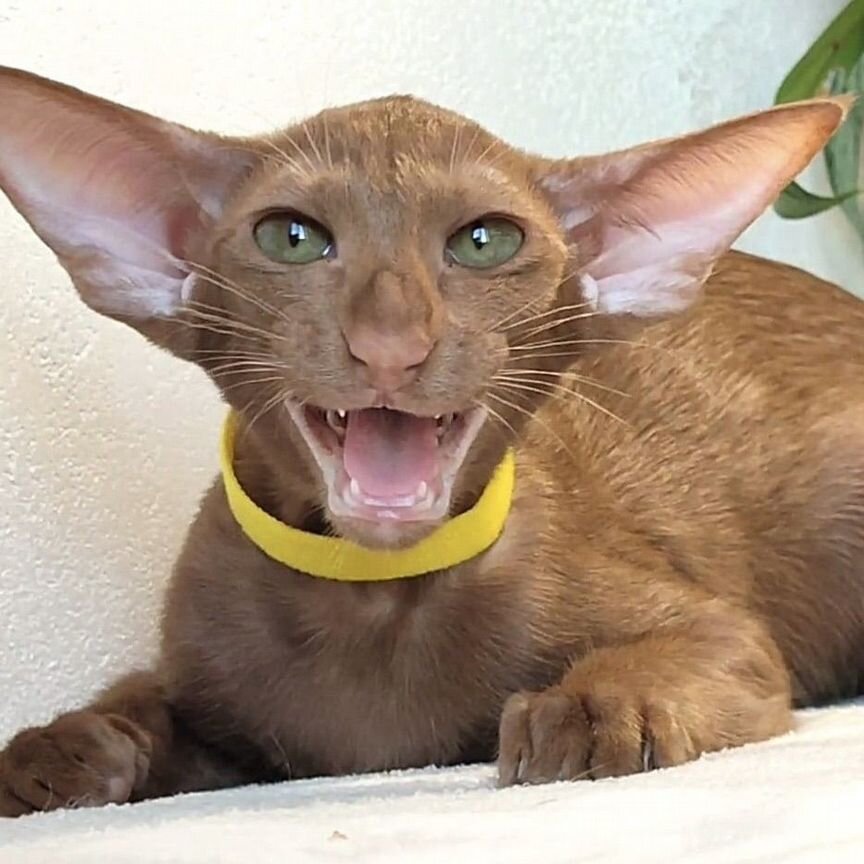 Ориентальные котята экстрим и современный тип