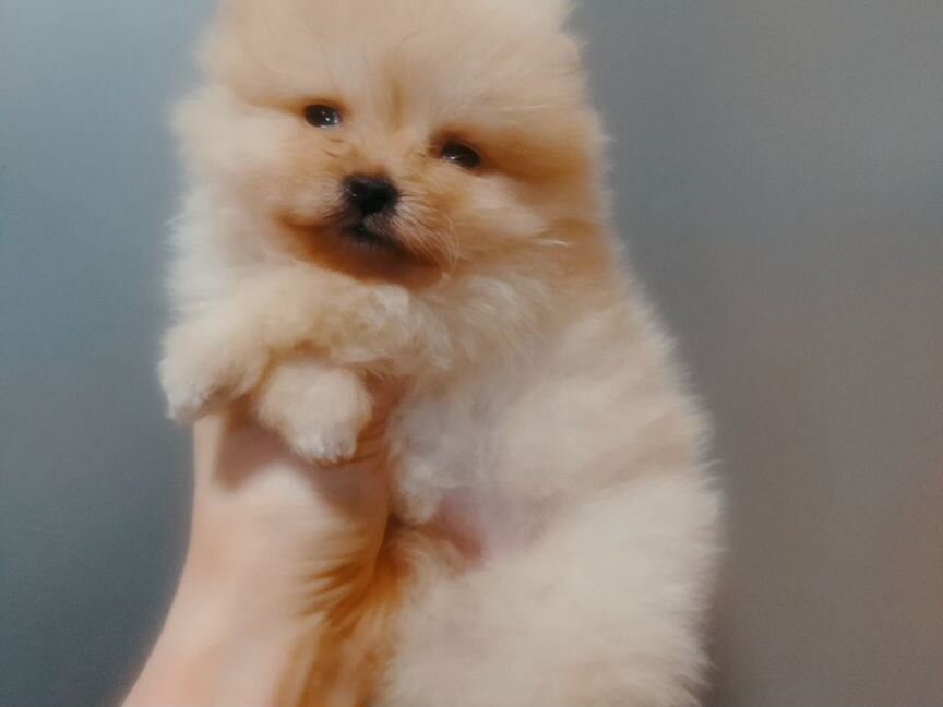 Шикарные Шпиц щенки