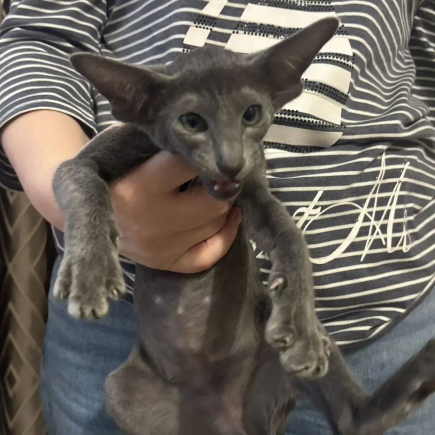 Ориентальный котёнок