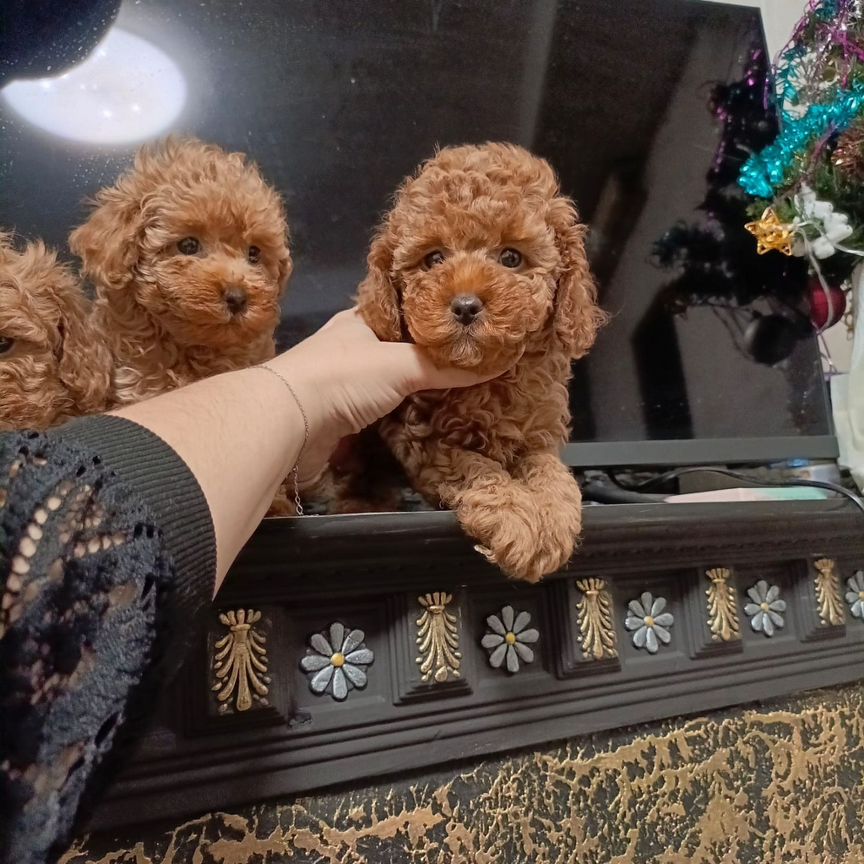 Той-пудель ред браун девочка