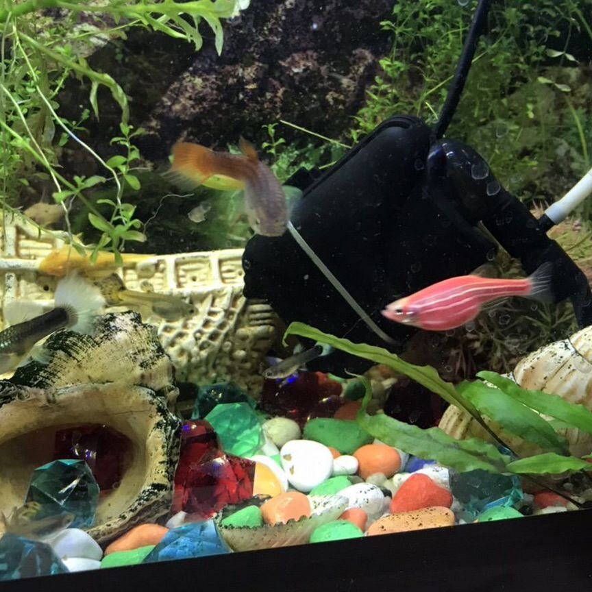 Рыбки гуппи