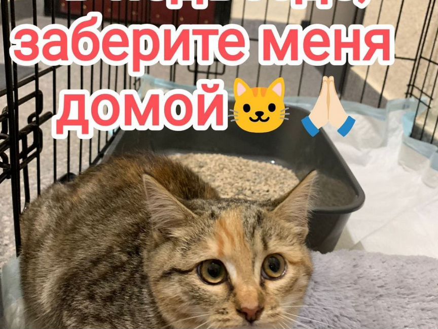 Котёнок живёт в подъезде, девочка 4 месяца