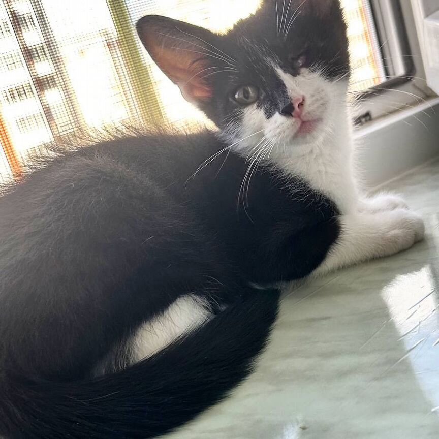 Котенок