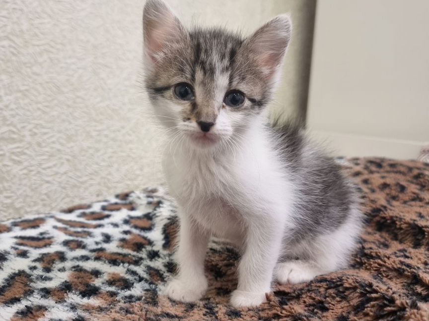 Котенок котята кошка