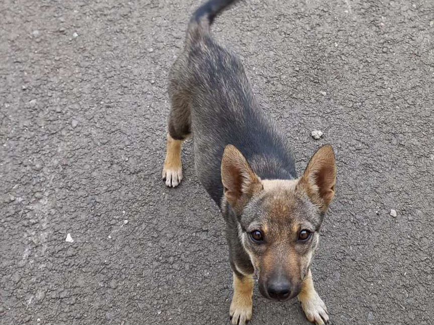 Бетта, Гамма , 4 месяца