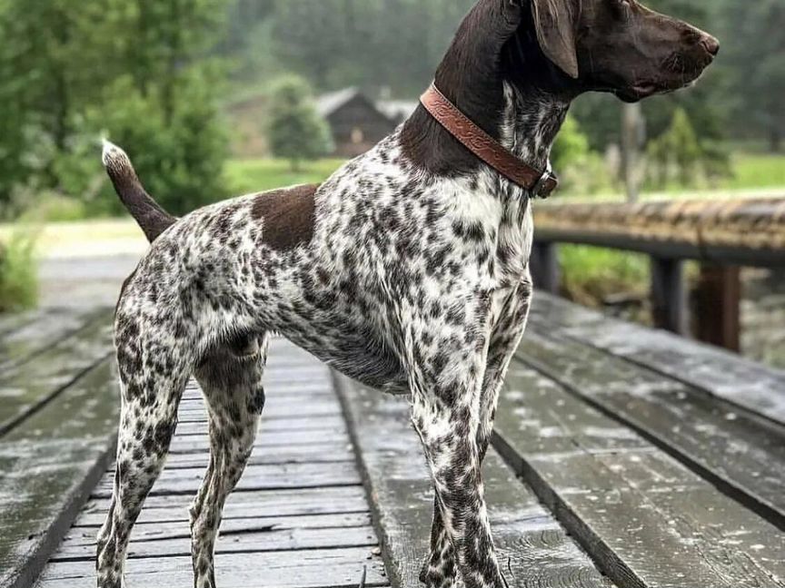 Щенки курцхаара