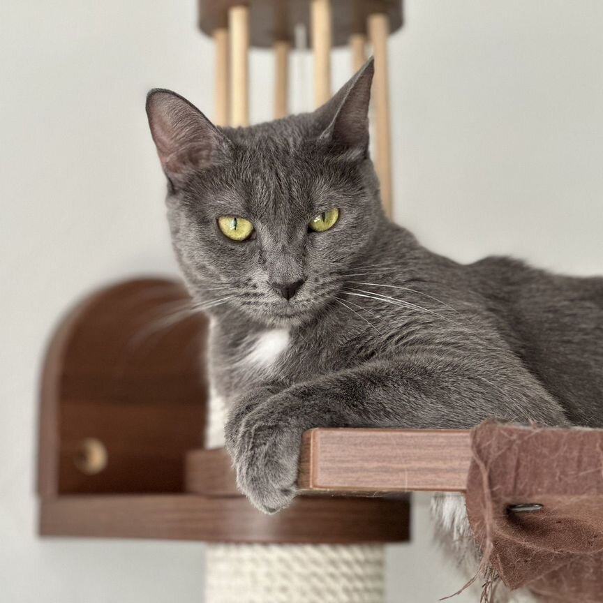 Лиза 2 года ищет надёжного хозяина