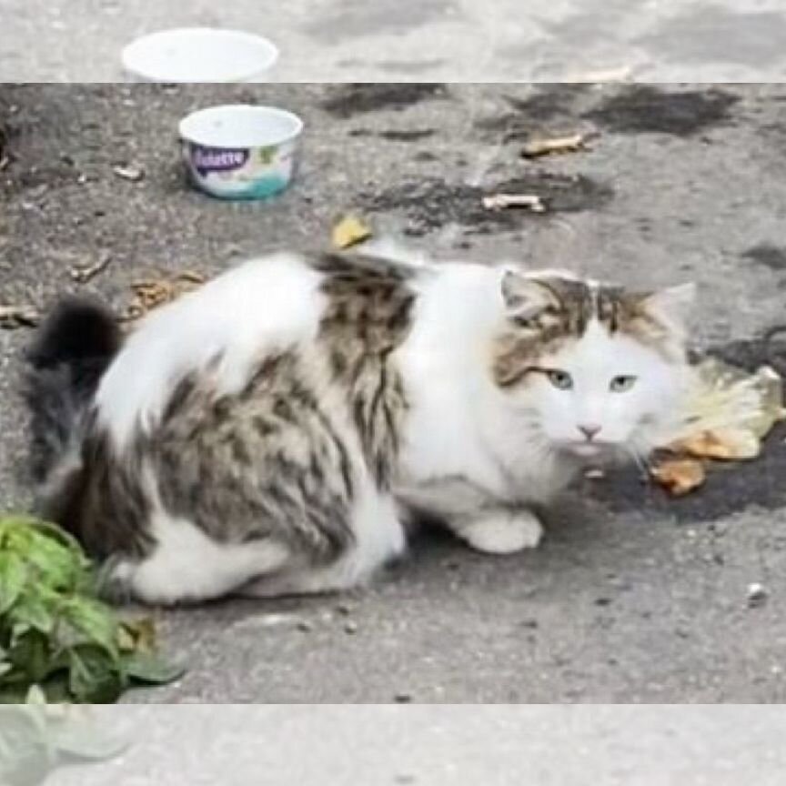 Красивый бездомный кот Погибнет на улице