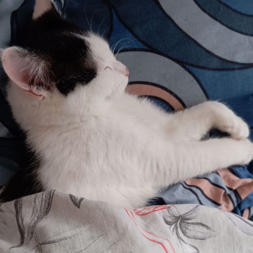 Отдам кота в добрые руки бесплатно