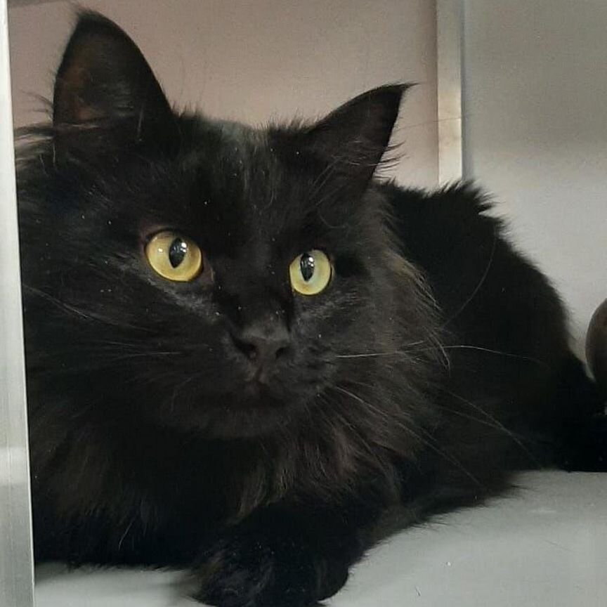 Кот ищет дом