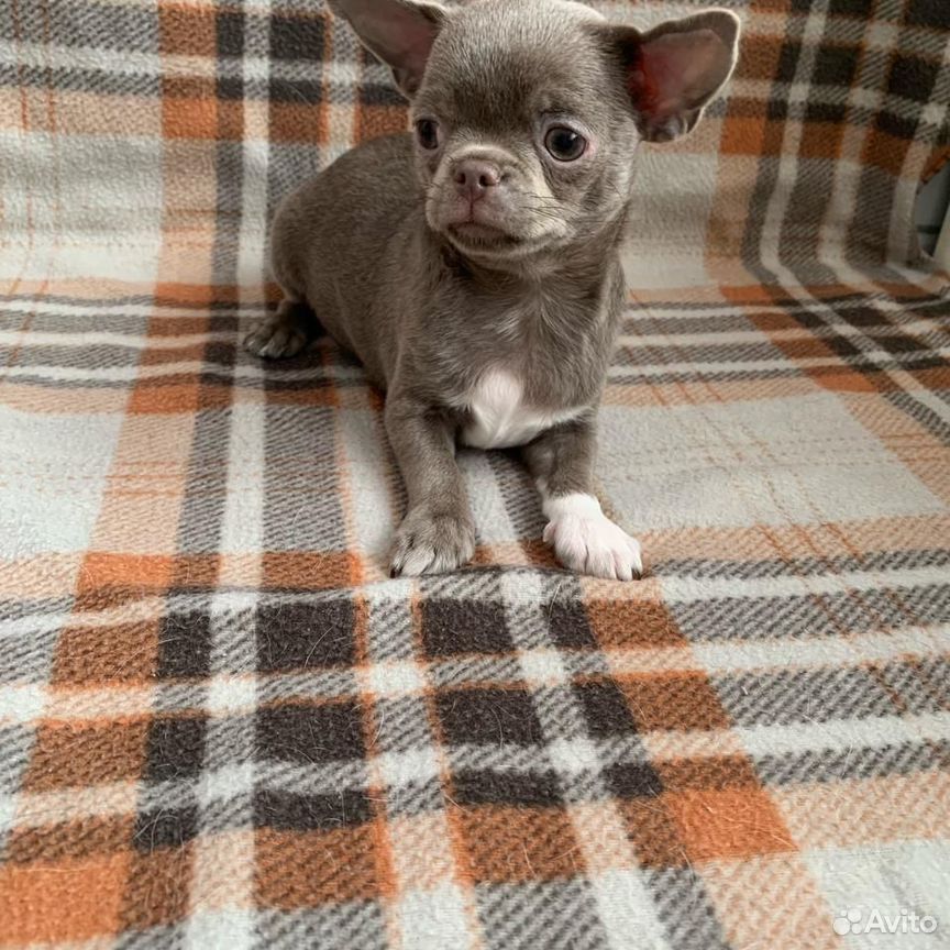 Чихуахуа лиловый мальчик