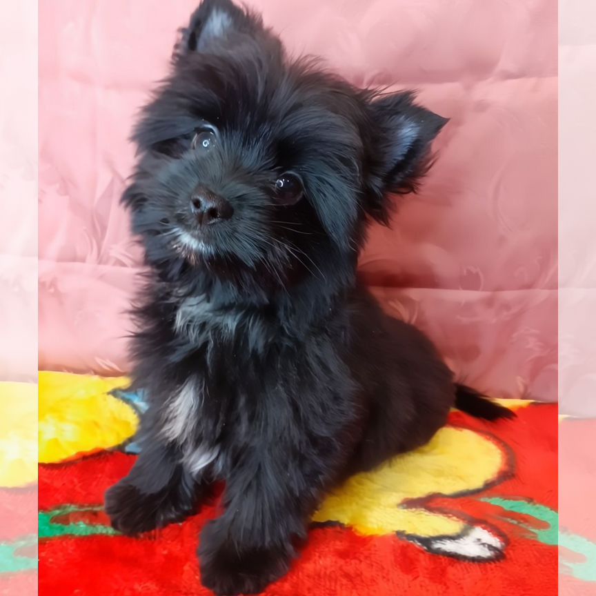 Йоркширский терьер, щенок