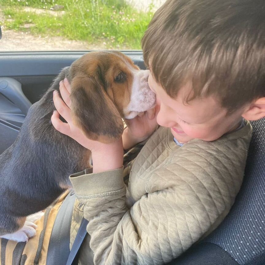 Бигль щенок 2месяца