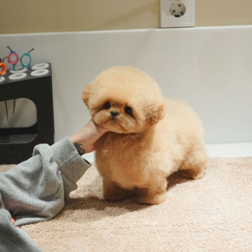 Мальтипу тедди из Кореи