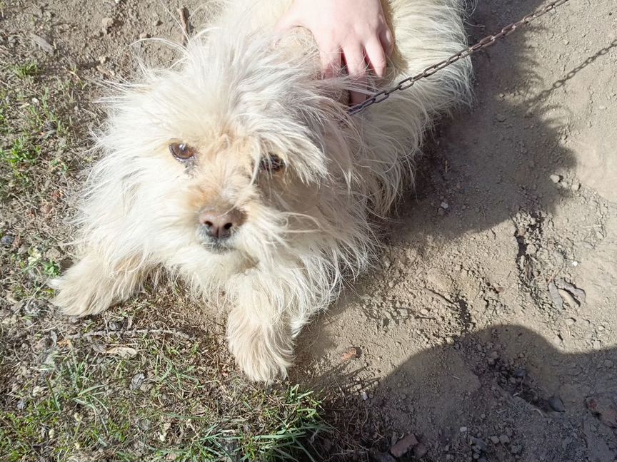 Маленькая собака в добрые руки бесплатно