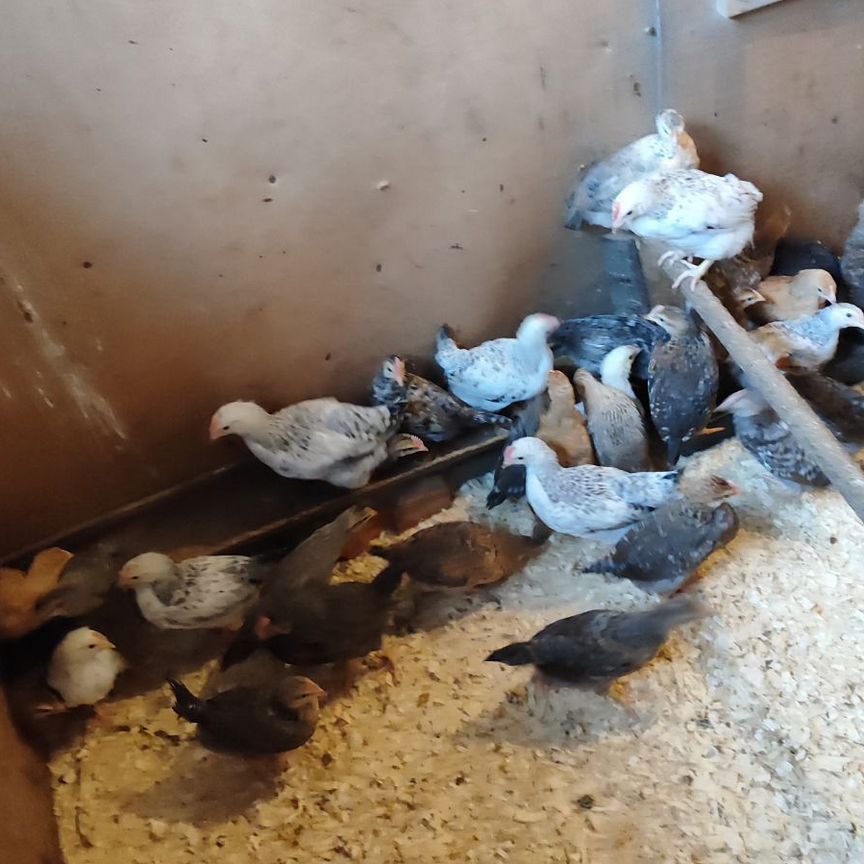 Цеплята молодки