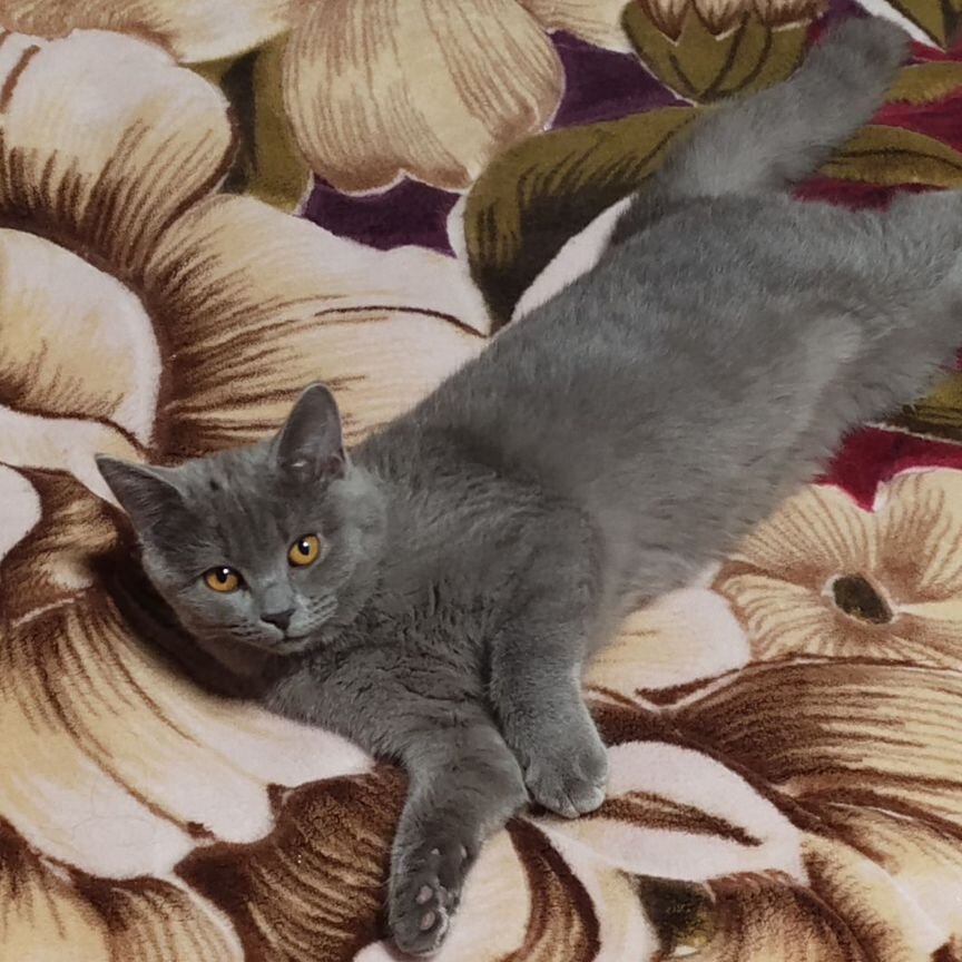 Британский короткошёрстный котёнок