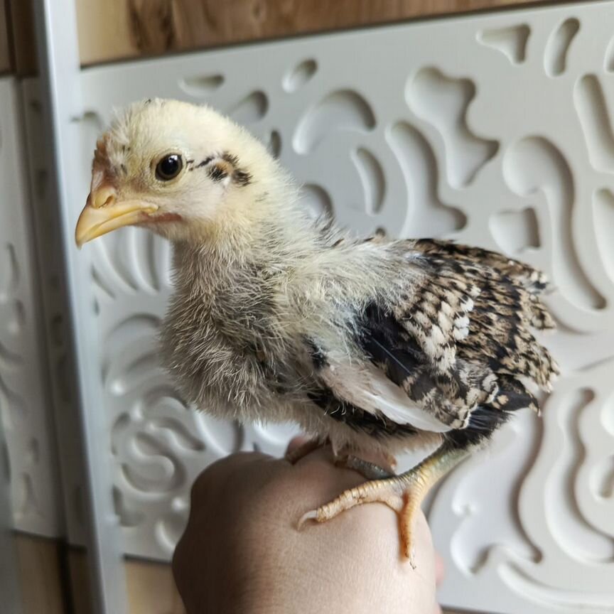 Цыплёнок малазийской серамы + бентамка