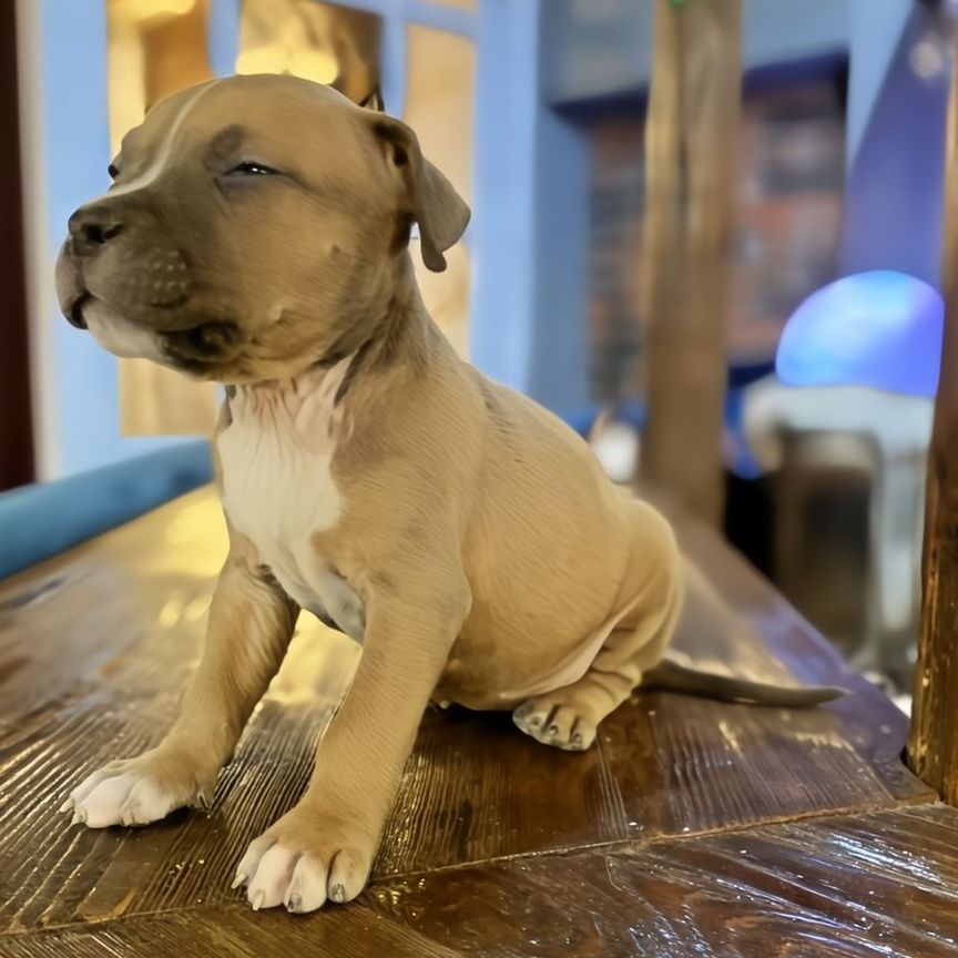 Американский булли, щенок