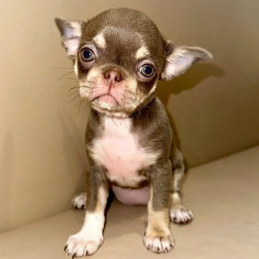 Чихуахуа, щенок