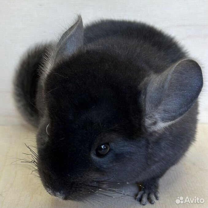 Шиншилла девочка экстра темная, носитель ангоры