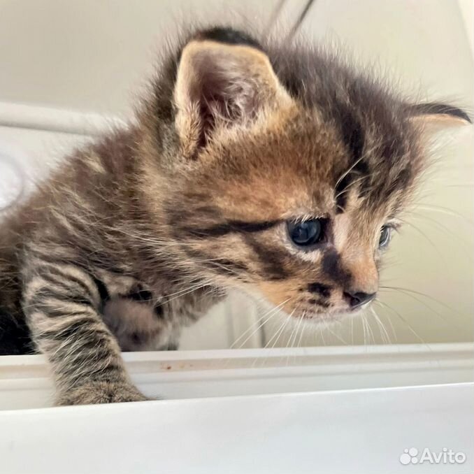 Котята тигрята ищут дом