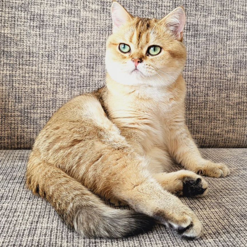 Шотландская кошка