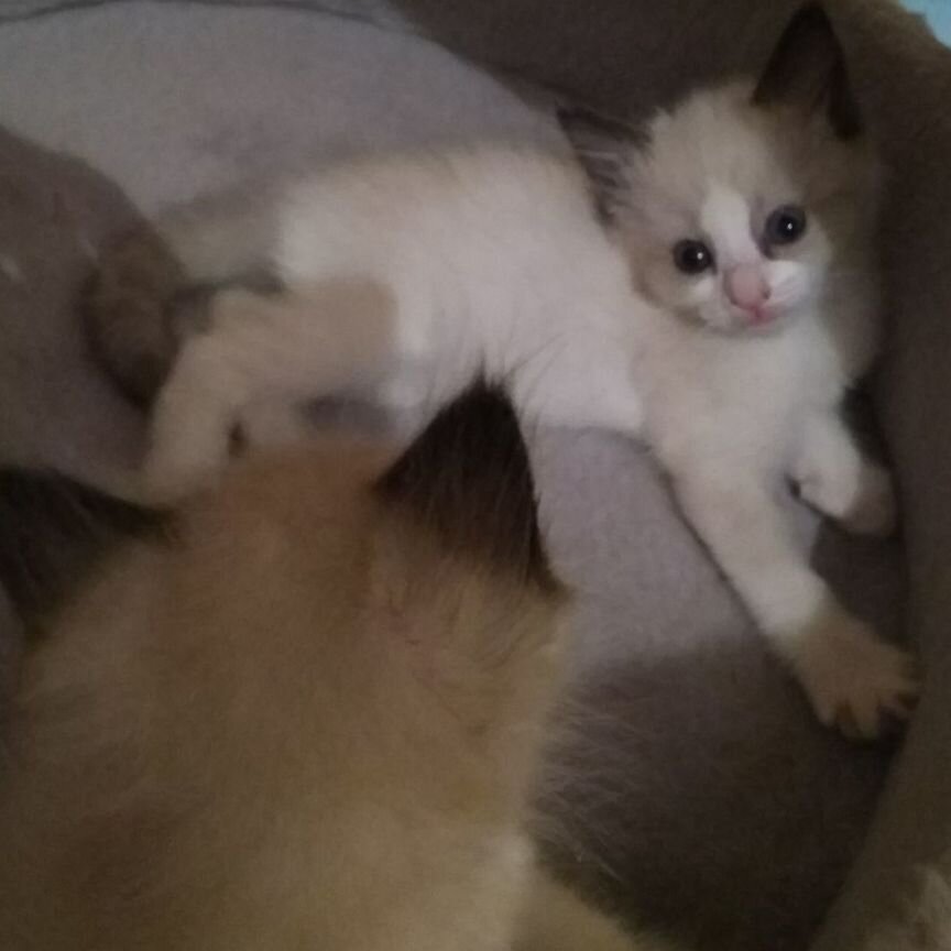Рэгдолл котёнок