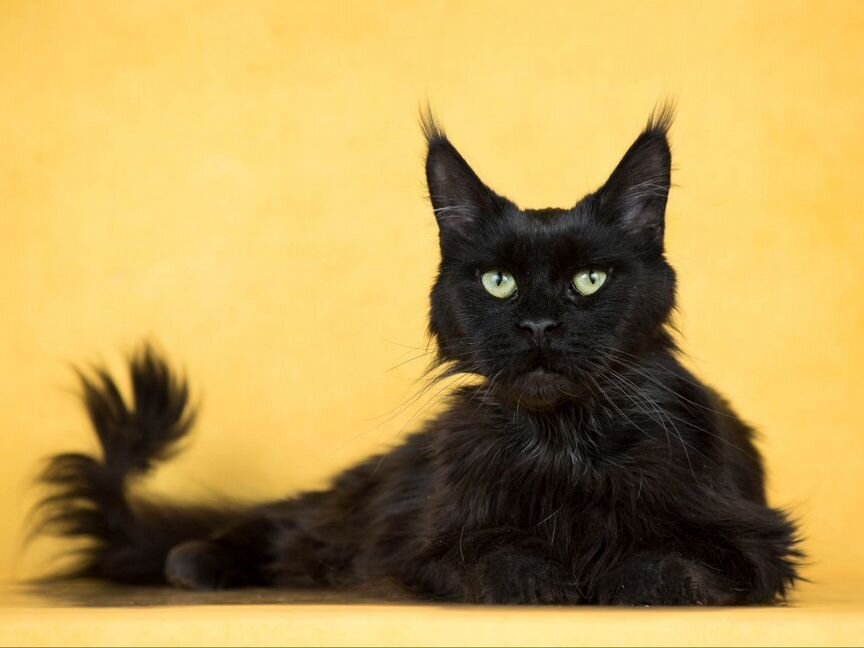 Шикарная кошка Шер в добрые руки