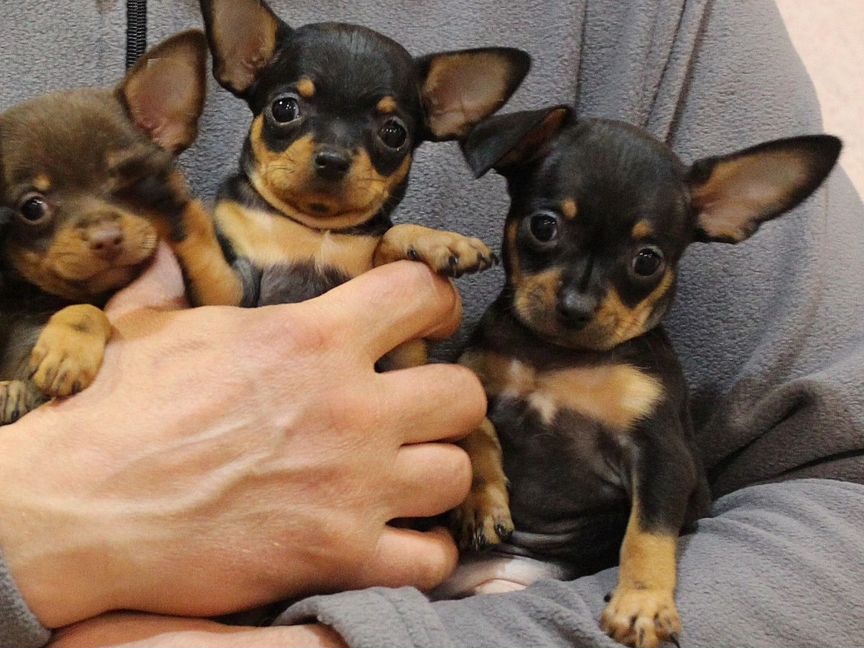 Чернушка. Мини девочка