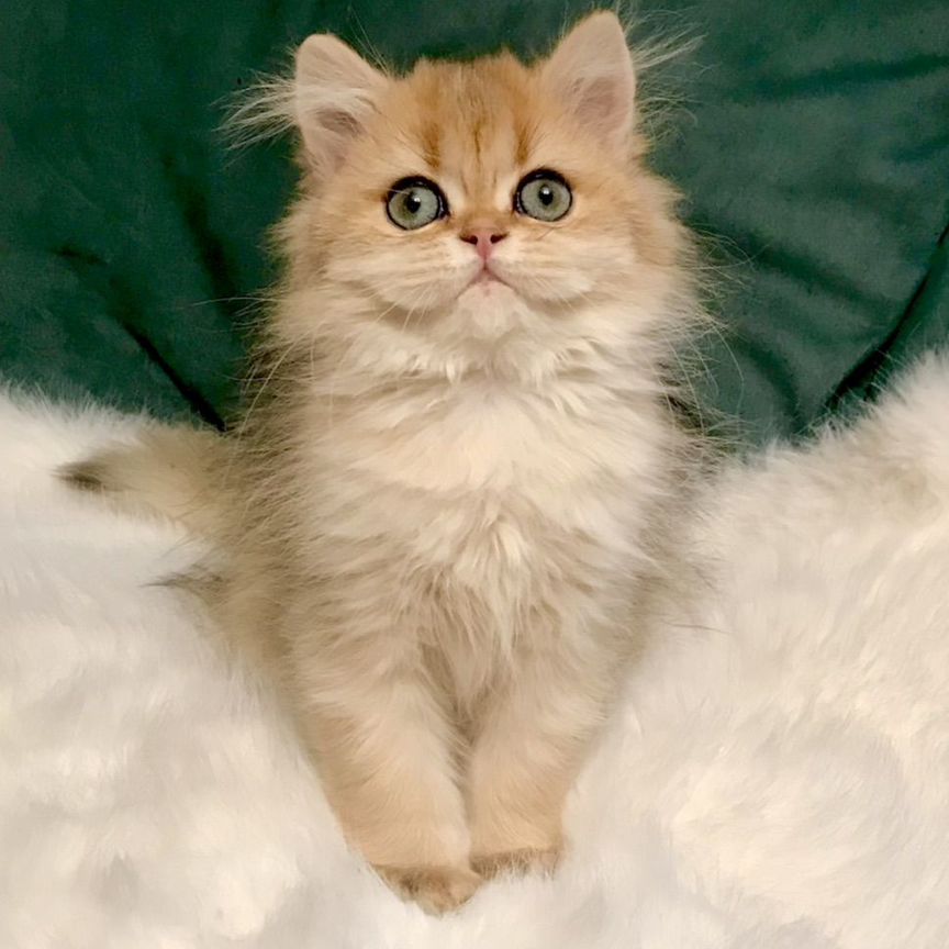 Британский длинношёрстный котёнок