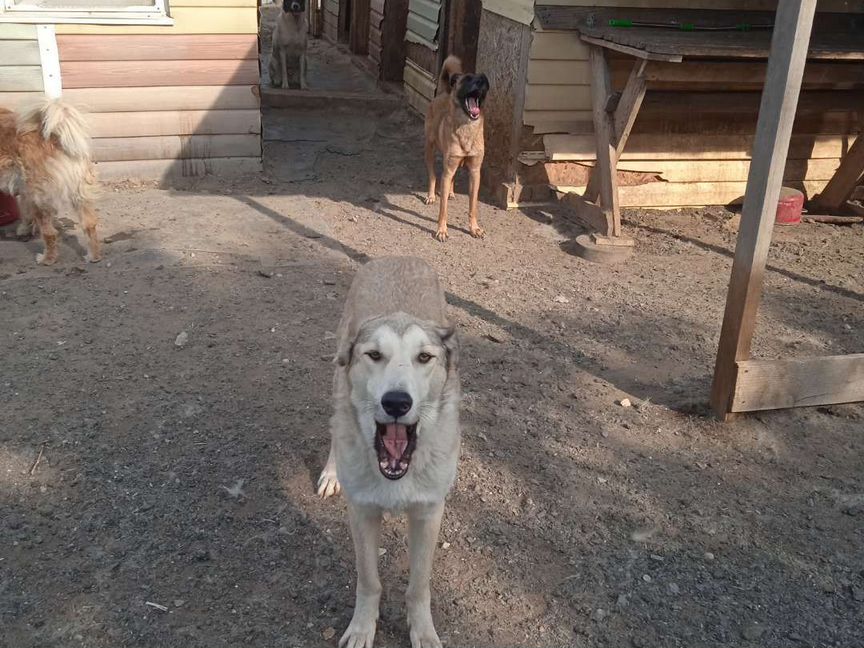 Тимоша в добрые руки