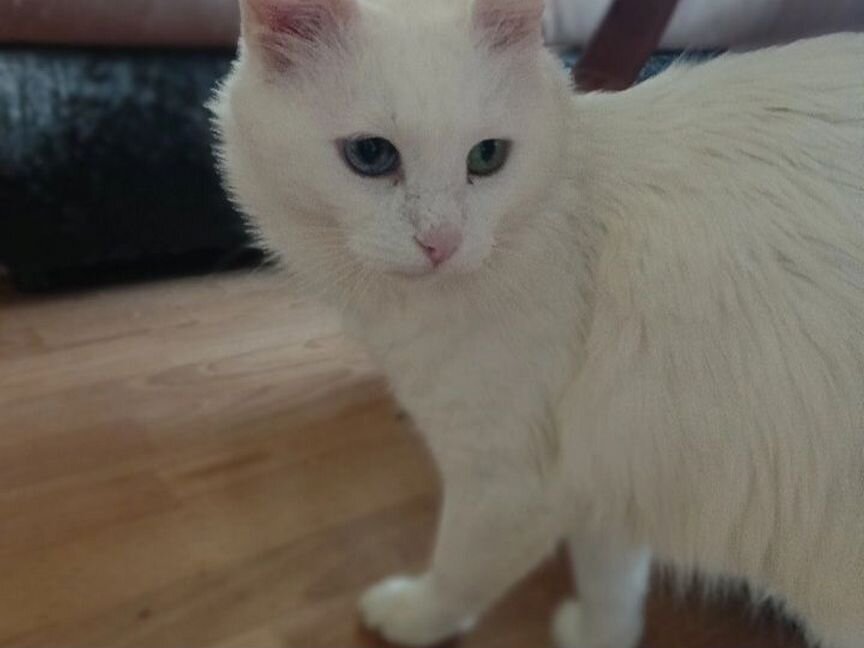 Котик в добрые руки