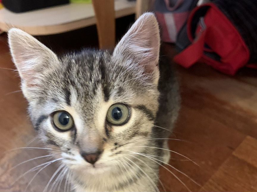 Котёнок