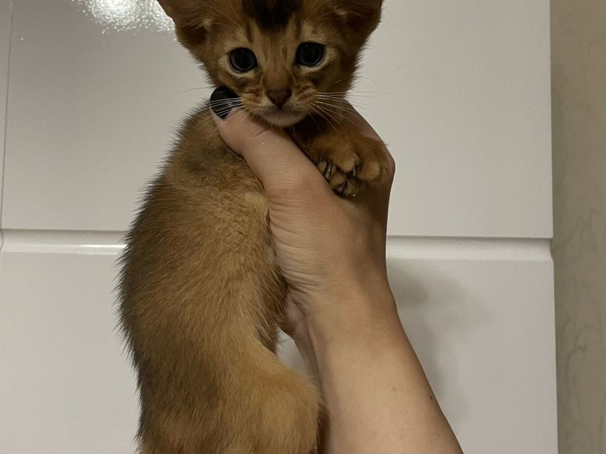 Абиссинские котята