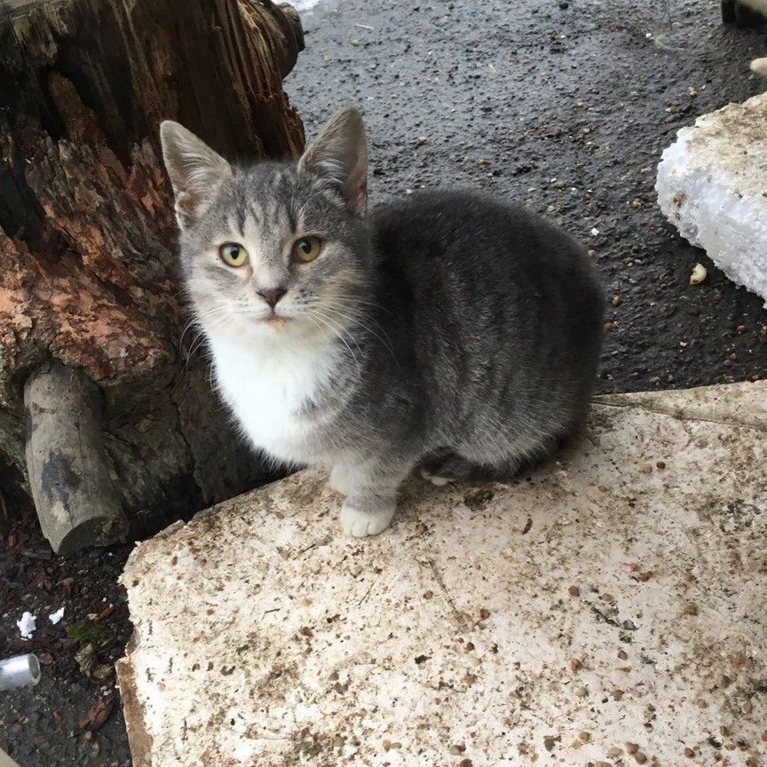 Котенок с промзоны