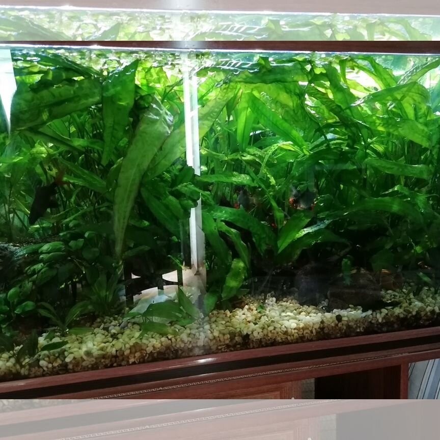 Аквариумное растение криптокарина гигантская