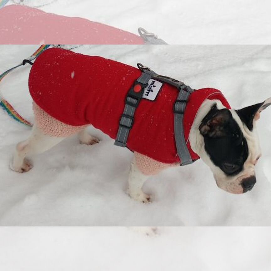 Французский бульдог, взрослая собака