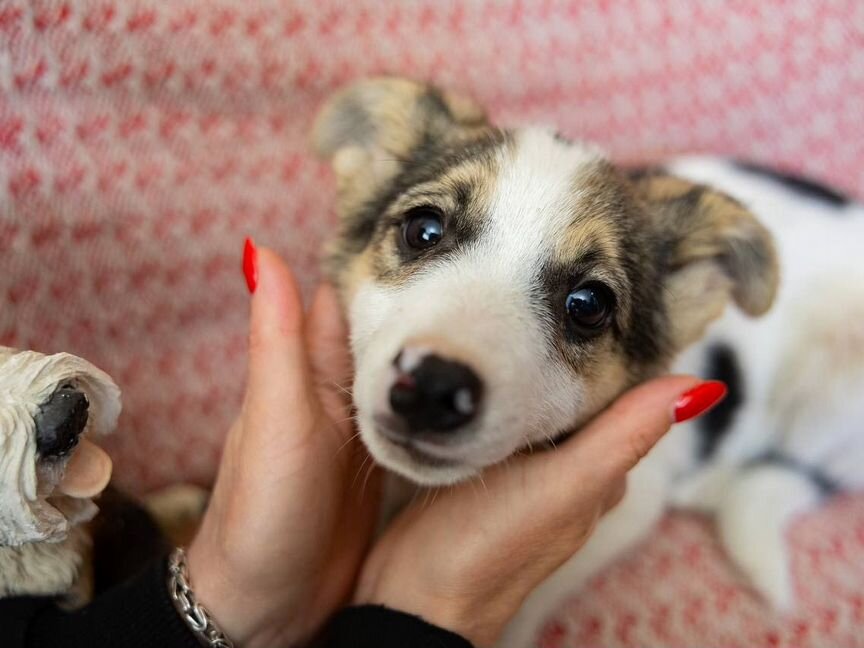 Щенок мальчик от маленькой собачки