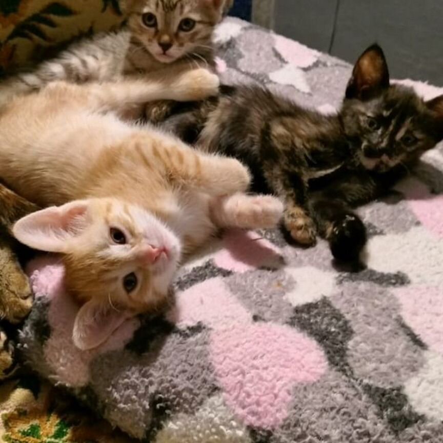 Котята в добрые руки бесплатно