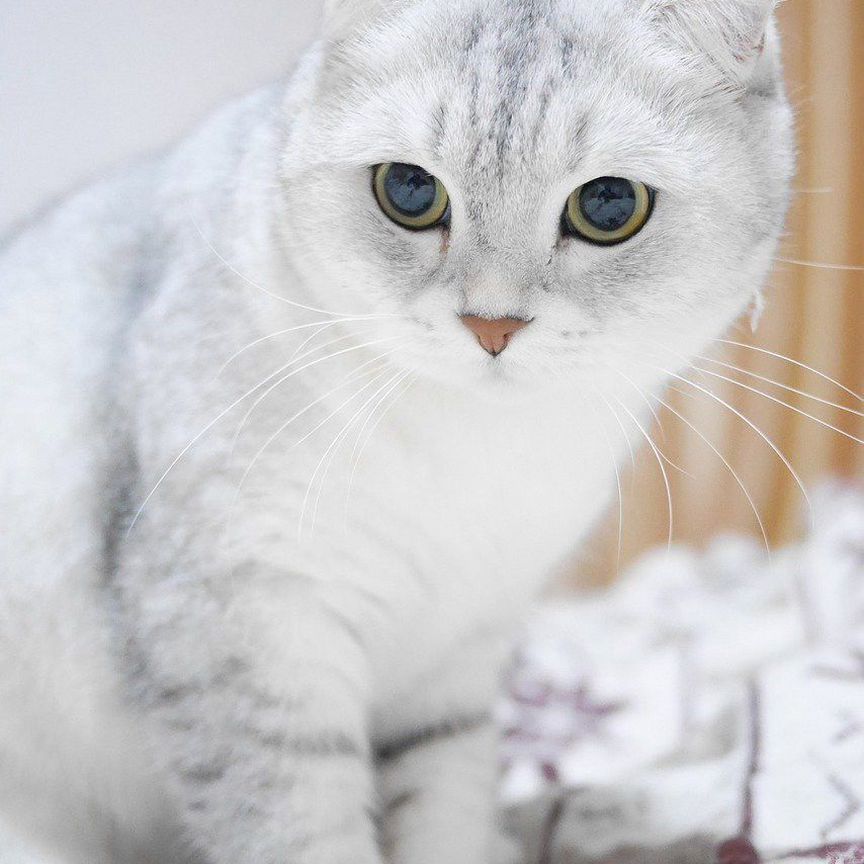 Шотландская вислоухая кошка