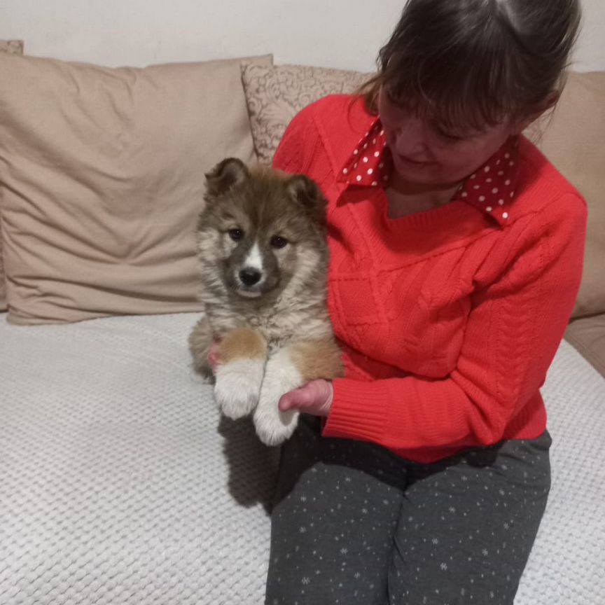 Щенок небольшой породы
