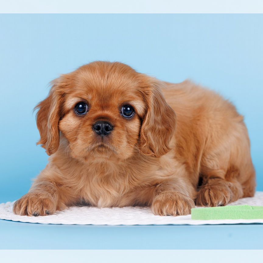 Кавалер кинг-чарльз-спаниель, щенок