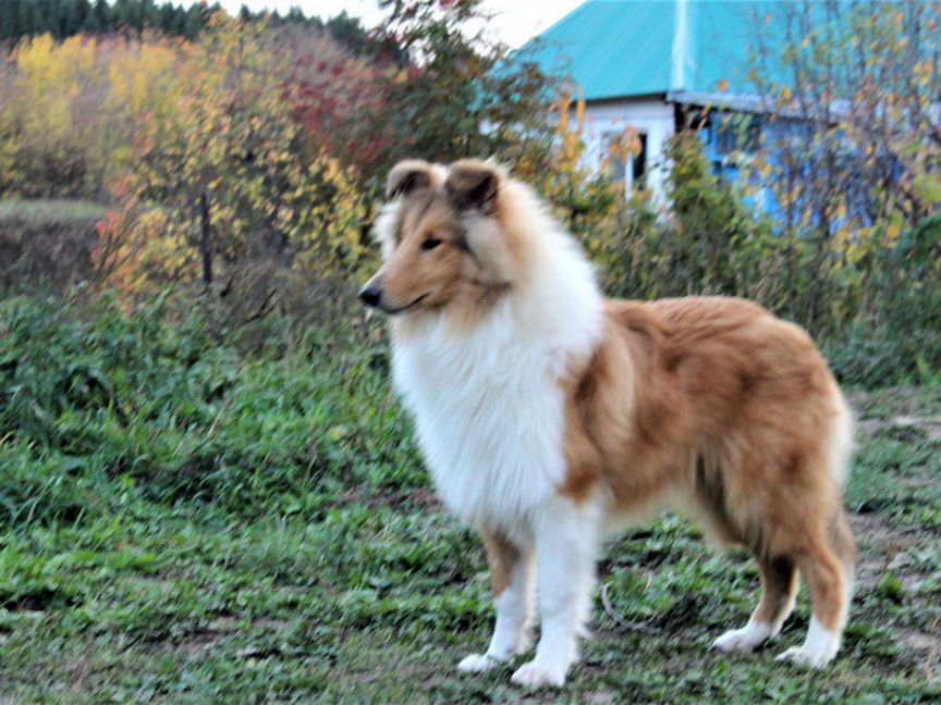 Колли щенок мальчик