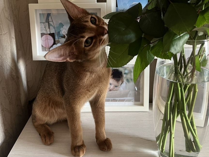 Абиссинская кошечка