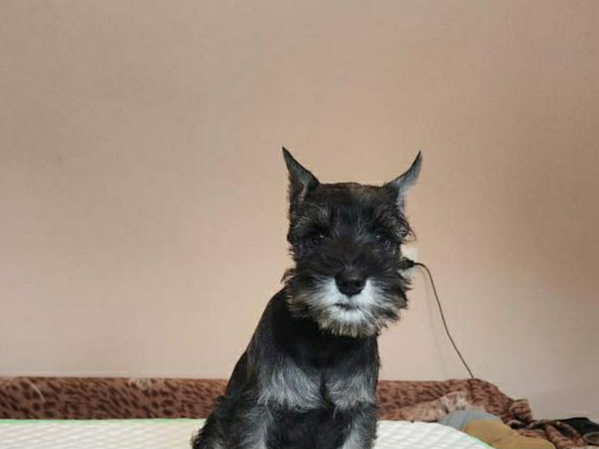 Цвергшнауцер щенки